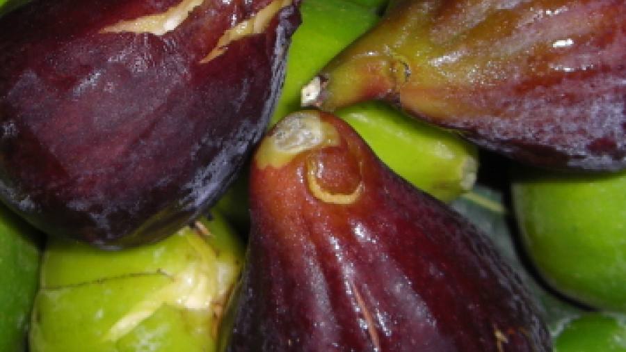 Il fico nella storia e il suo latte in dermatologia | Myskin