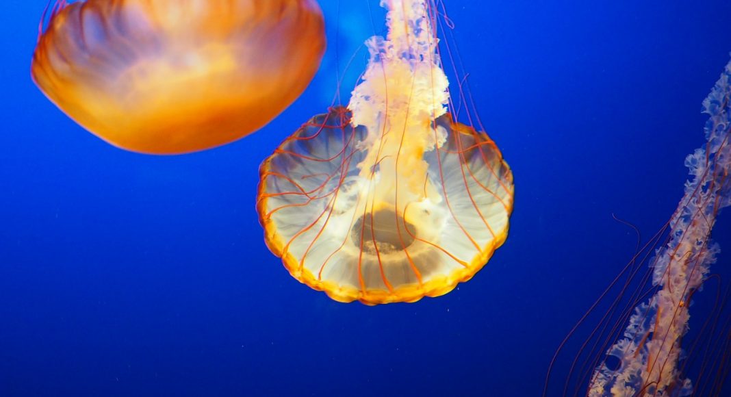 Puntura di Medusa: cosa fare? | Myskin - Dermatologi Online