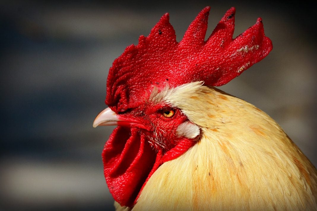 Cosa sono le creste di gallo? | Myskin - Dermatologi Online